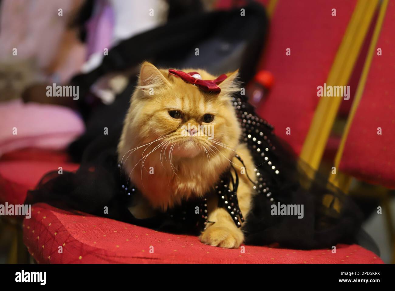 The cat lovers of Dhaka gathered at Jamuna Future Park on Friday, Feb ...