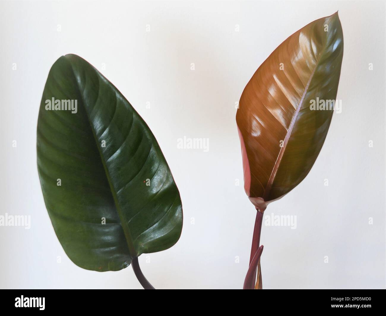 Philodendron rojo congo houseplant, hybrid of imperial red and tatei ...