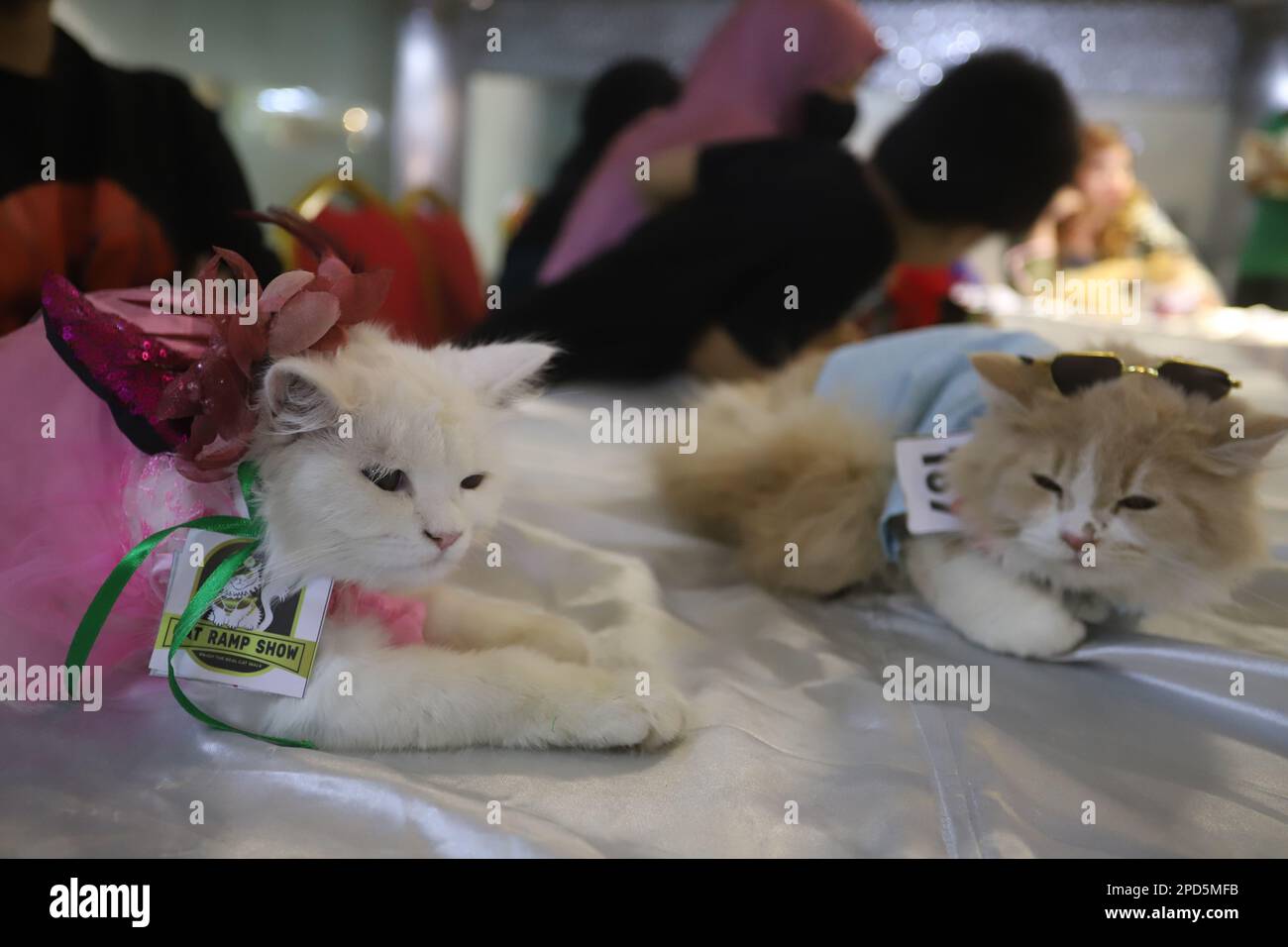 The cat lovers of Dhaka gathered at Jamuna Future Park on Friday, Feb ...
