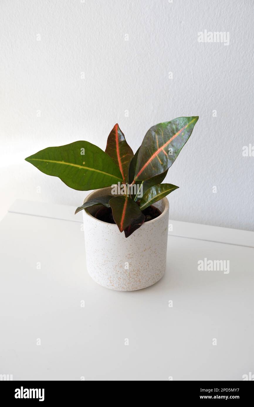 Codiaeum variegatum, aka croton, a houseplant with green leaves with ...