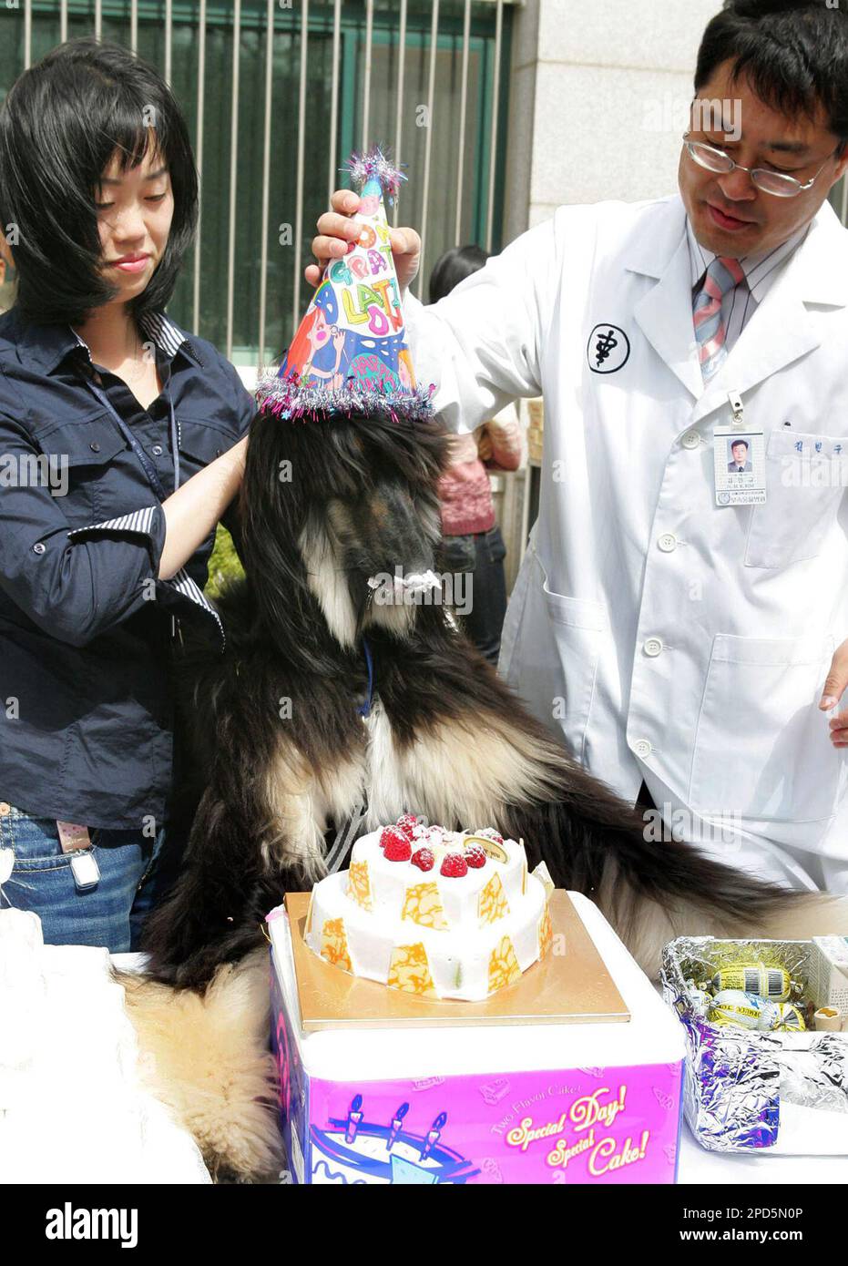 Snuppy The Cloned Dog