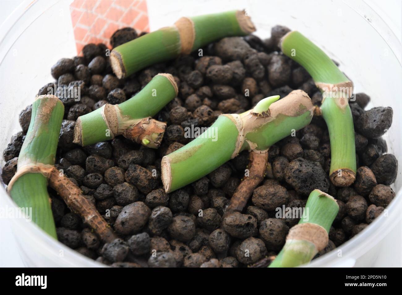 Propagation of monstera deliciosa small form (borgisiana) from stem ...