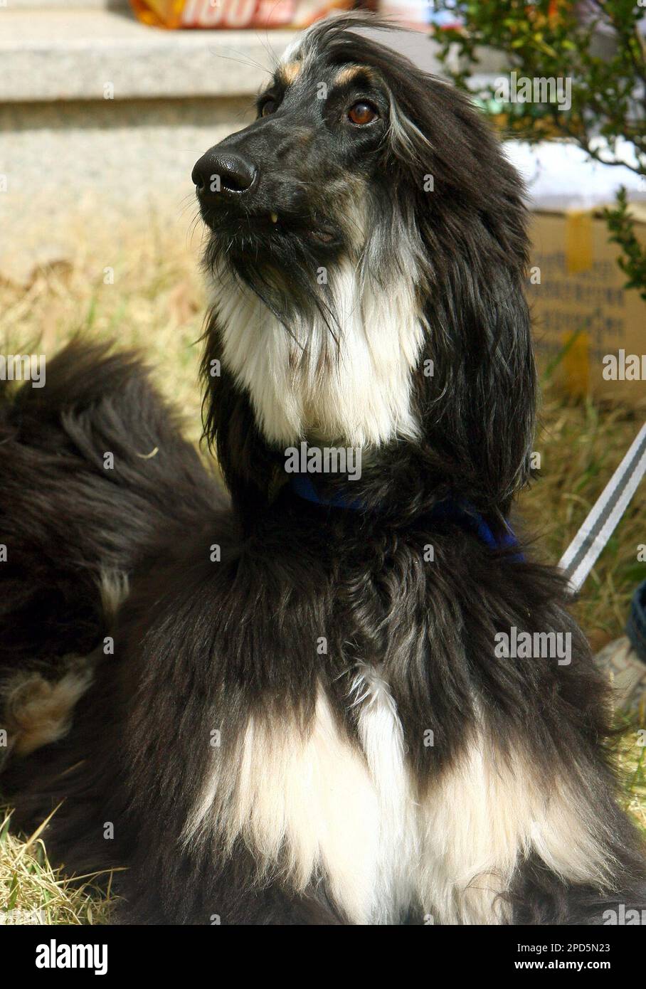 Snuppy The Cloned Dog