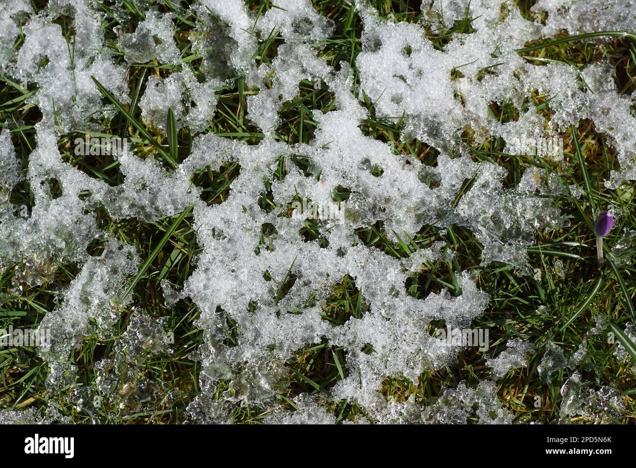 Closeup lawn with grass and of crocuses partially covered by melting ...