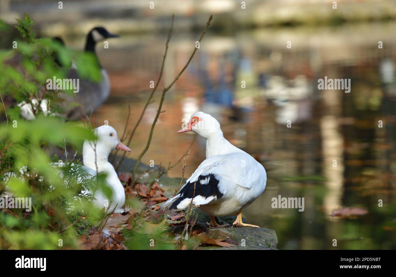 Carina bird muscovy hi-res stock photography and images - Alamy