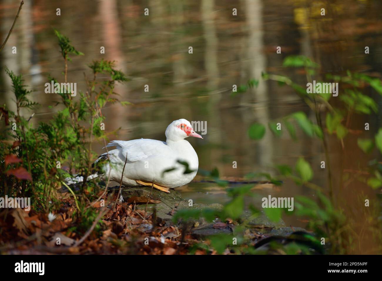 A waterfowl muscovy duck sits in the bushes on the bank of a pond Stock ...