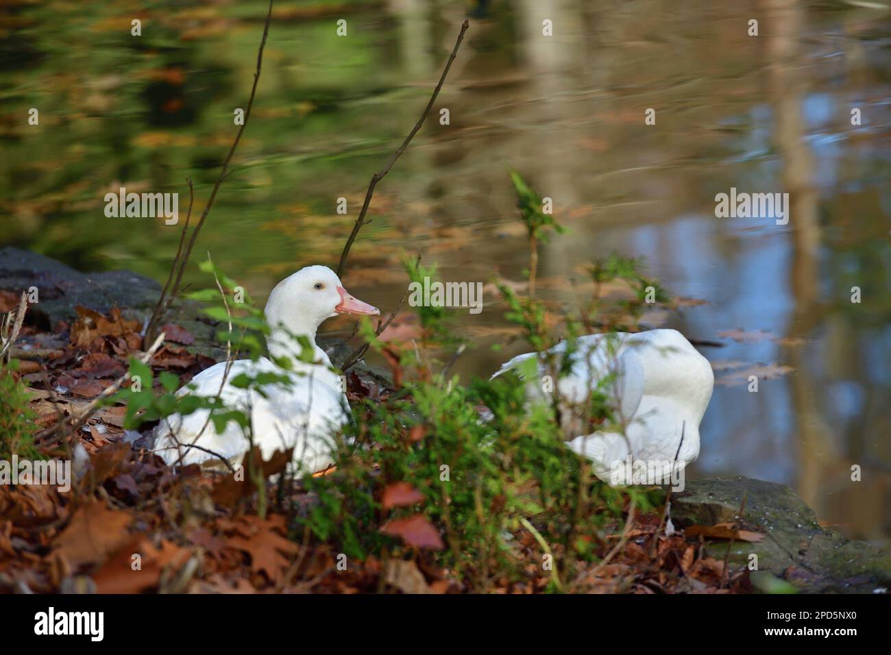 A waterfowl muscovy duck sits in the bushes on the bank of a pond Stock ...