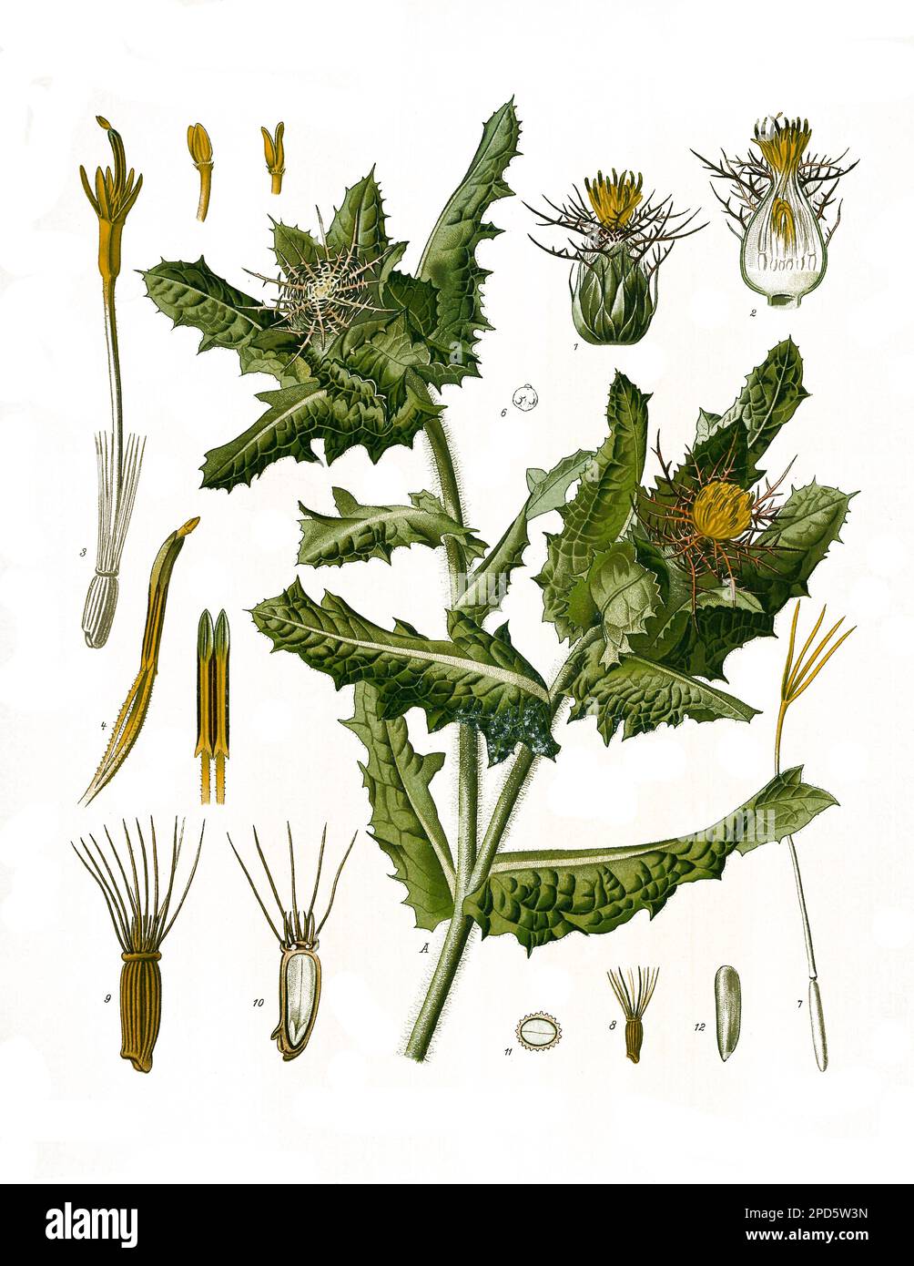 Heilpflanze, Benediktenkraut, Centaurea benedicta, Cnicus benedictus ...