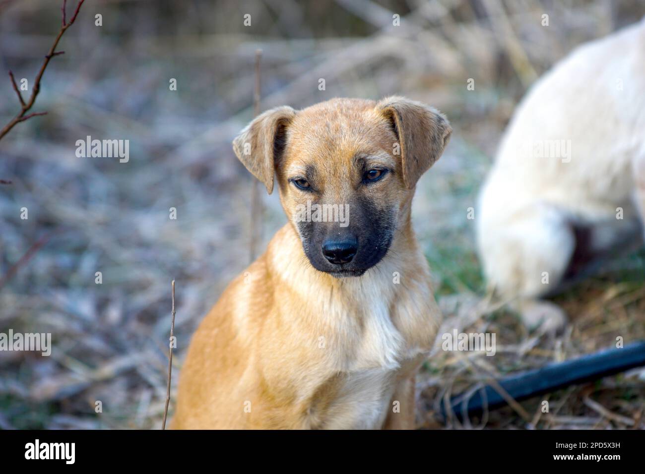 Do Street Dogs Feel Cold