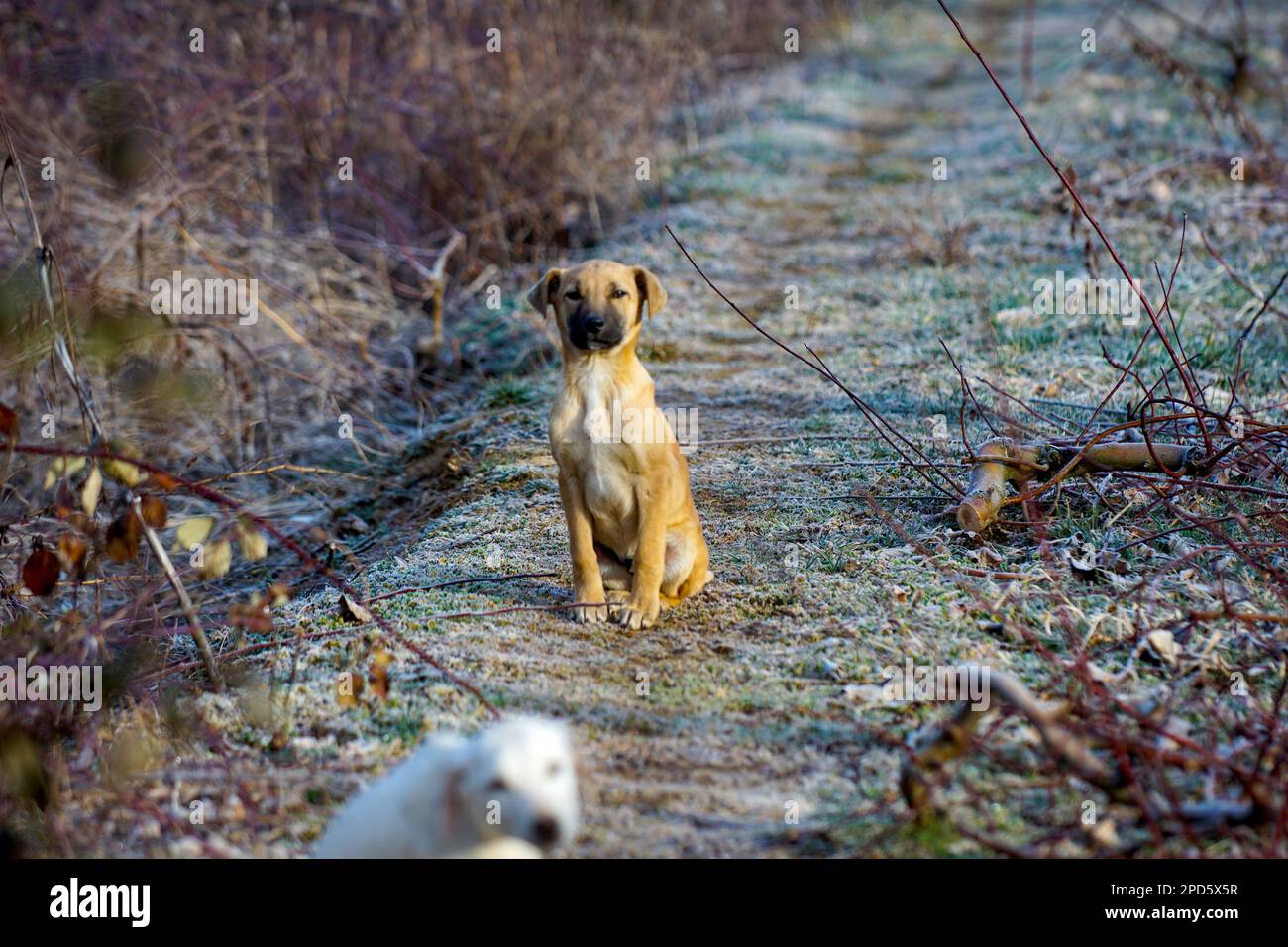 image of a stray dogs on cold february morning Stock Photo - Alamy