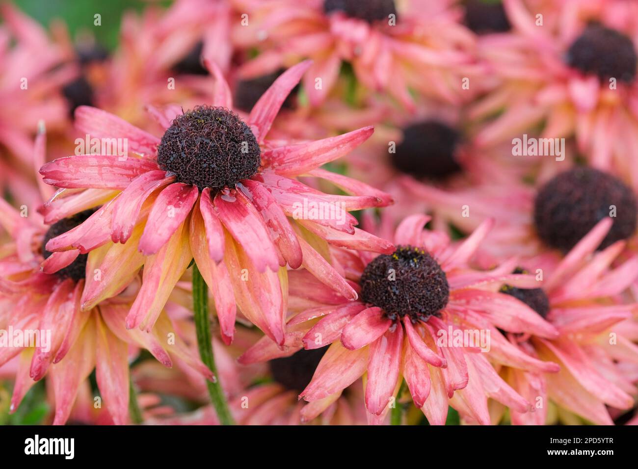 Rudbeckia hirta Enchanted Flame, semi-double terracotta flowers, brown ...