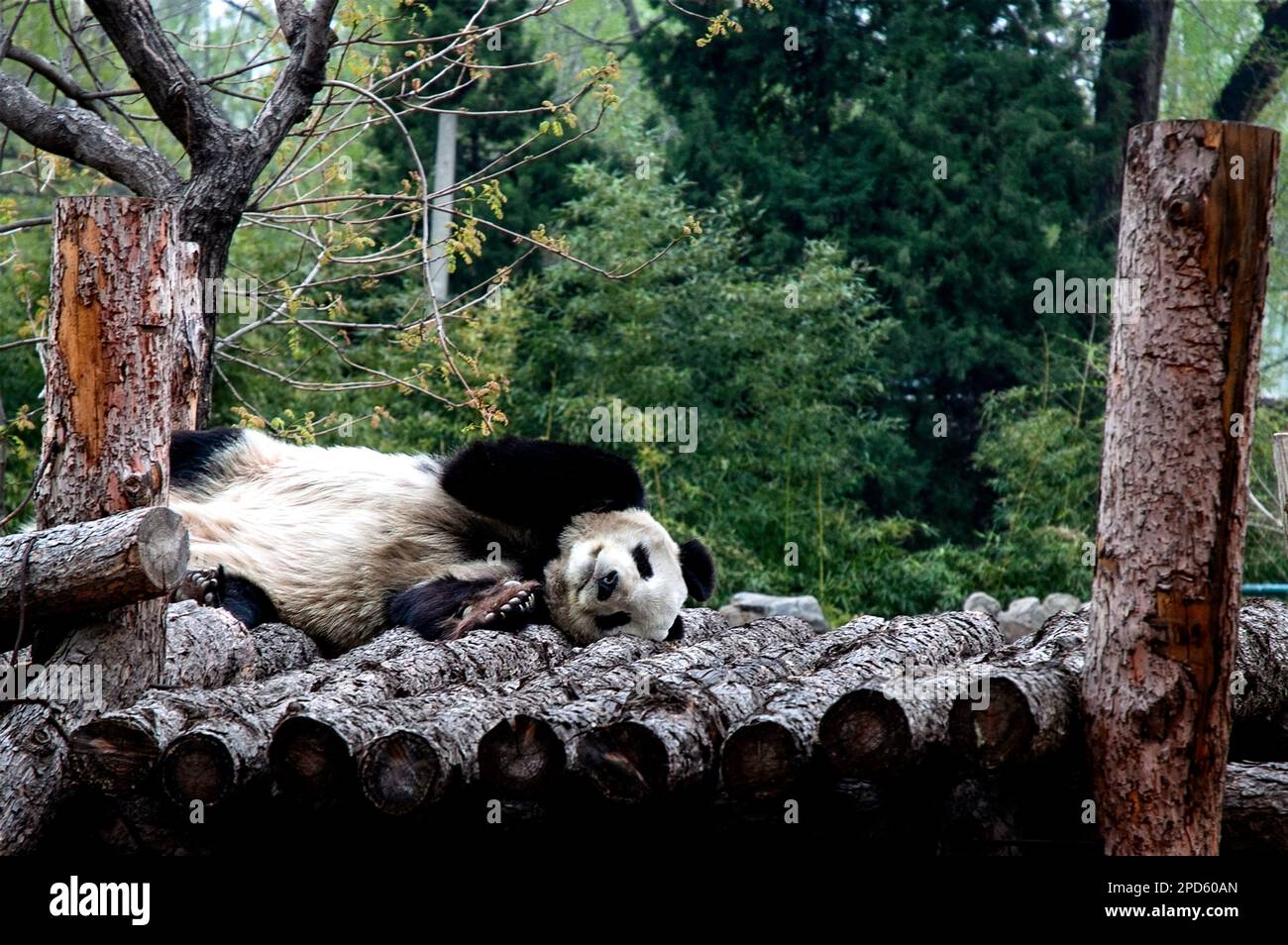A cute black and white furred Giant Panda lies stretched out on top of ...