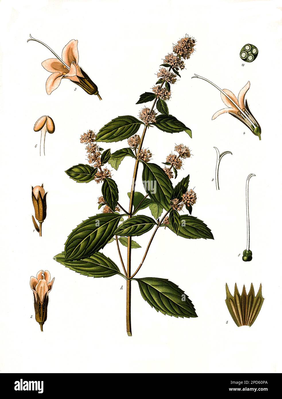 Heilpflanze, Pfefferminze, Mentha × piperita ist eine Gewürzpflanze aus ...