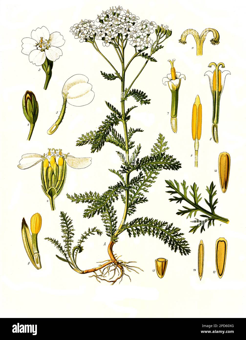 Heilpflanze, Gemeine Schafgarbe oder Gewöhnliche Schafgarbe, Achillea millefolium, Schafgarbe ...