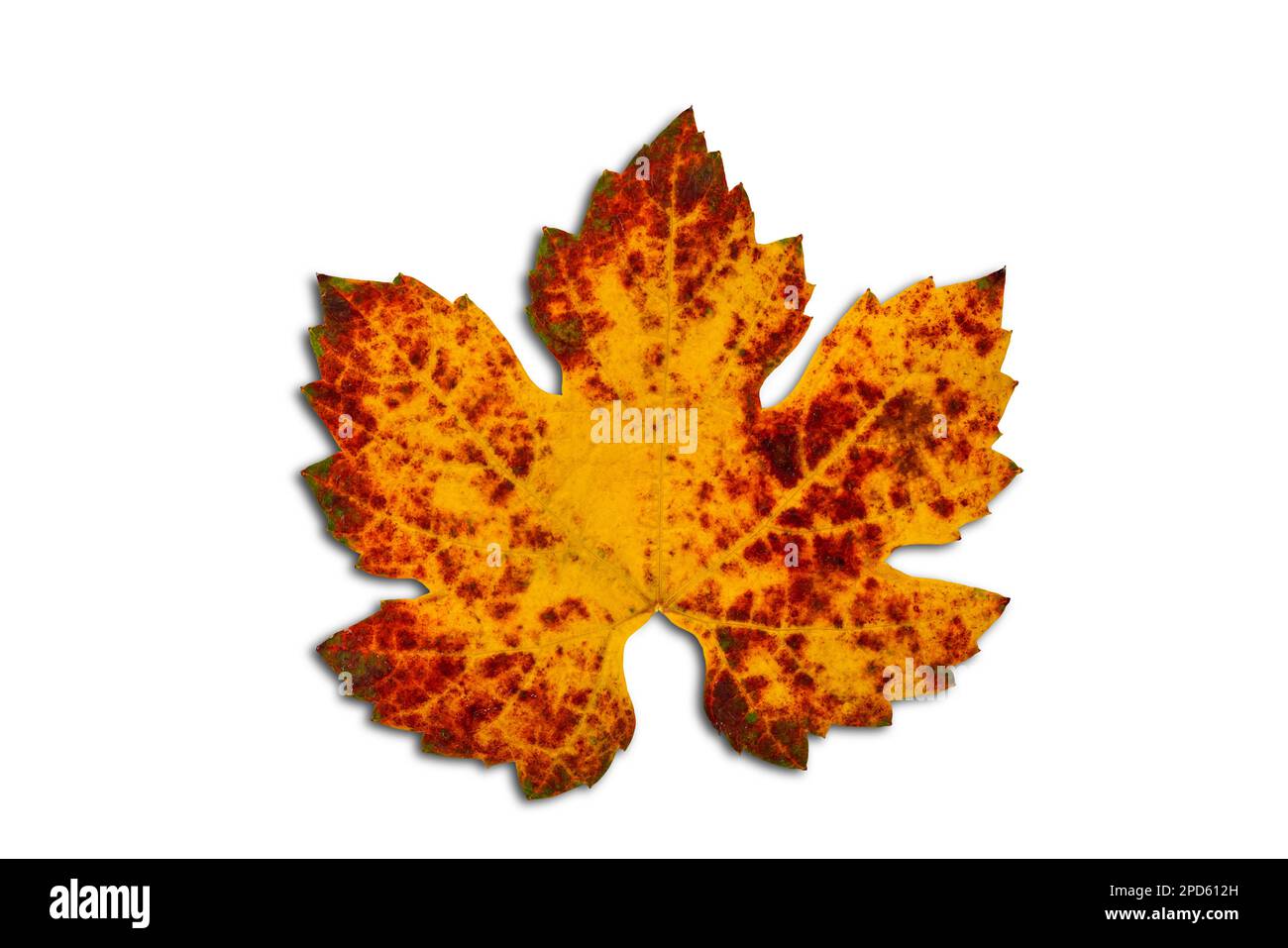 Top view or flat lay of single colorful dry grapes leaf isolated on ...