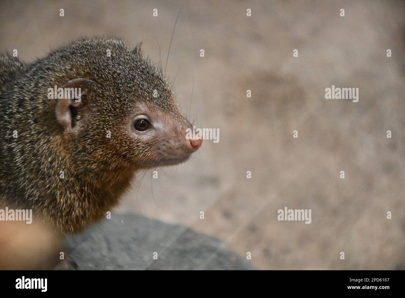 Animals from the Portland zoo Stock Photo - Alamy