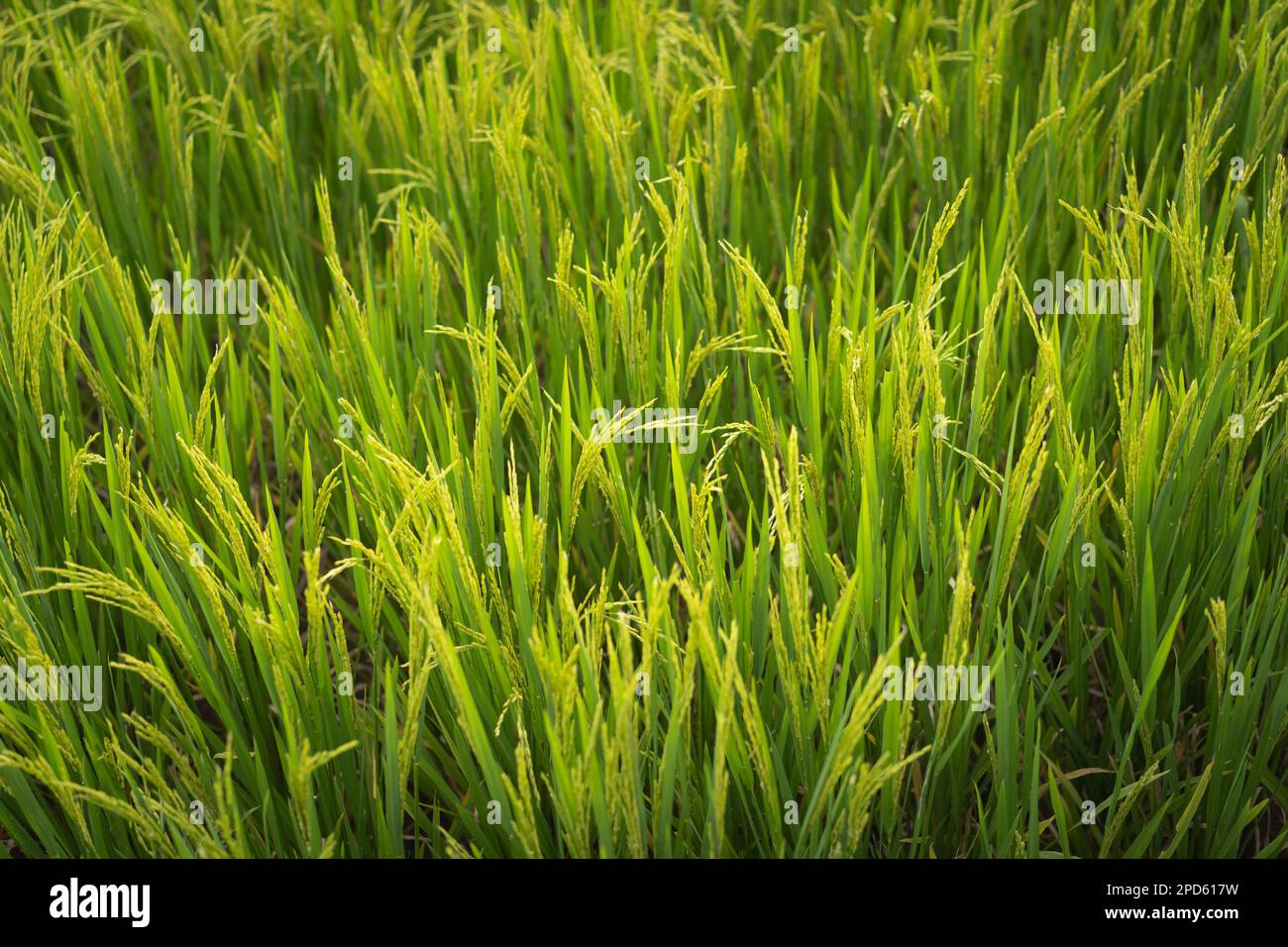 Rice field or paddy field. Close up yellow rice seed ripe and green ...