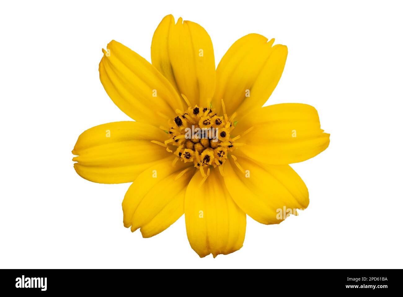 Top view of natural single beautiful wild yellow flower isolated on ...