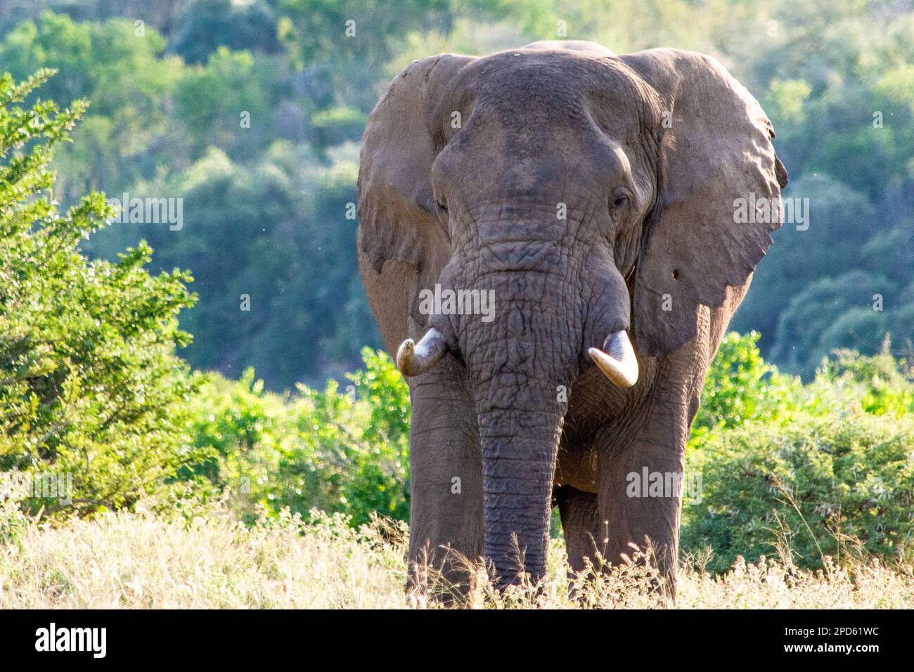 An elephant in the Hluhluwe-Umfolozi Game Reserve in South Africa Stock ...