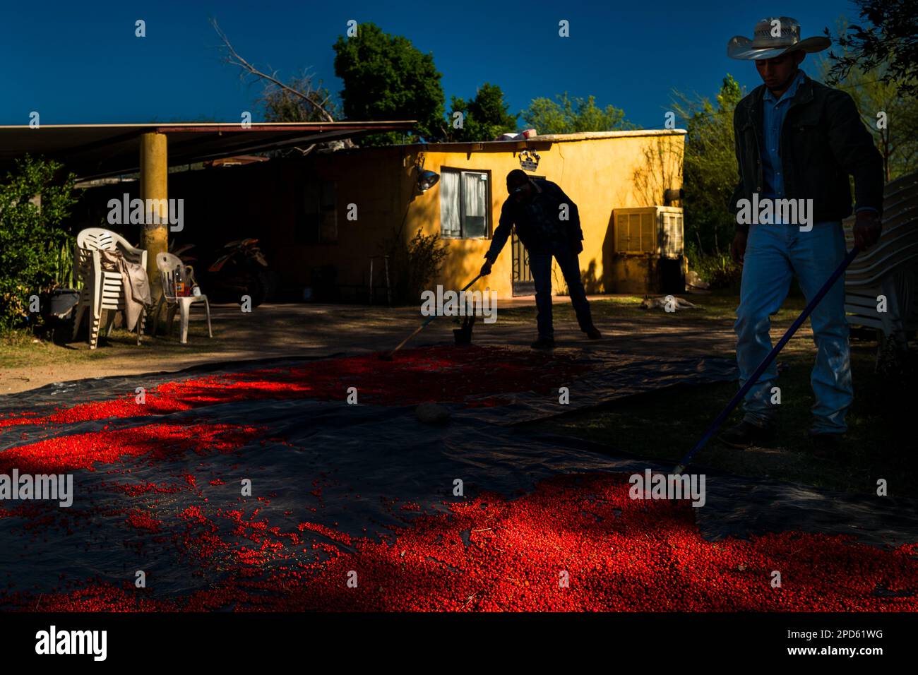 Mexican ranchers rake chiltepin peppers, a wild variety of chili pepper ...