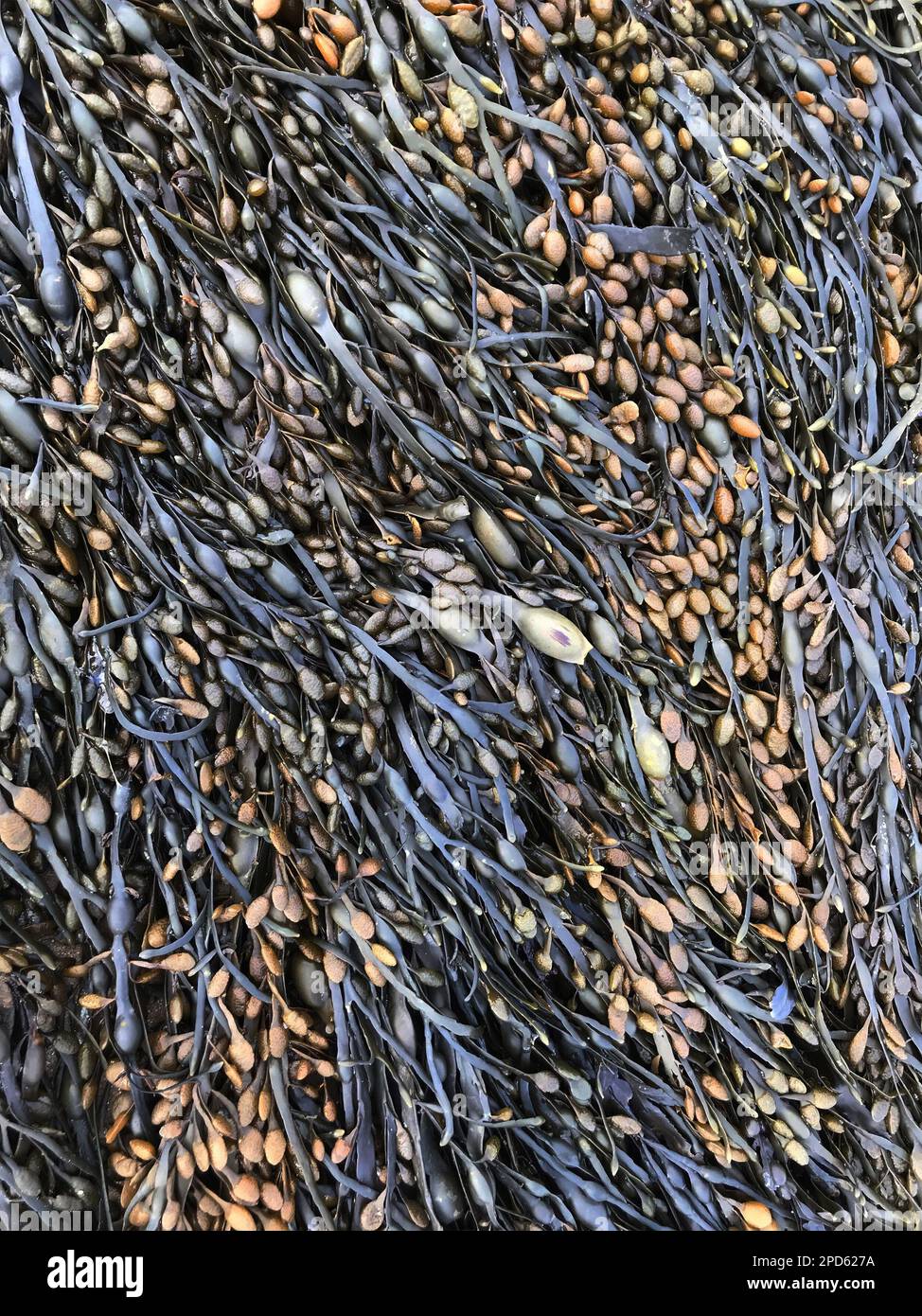 Evening sun transforms bladder wrack (Fucus vesiculosus) seaweed into a ...