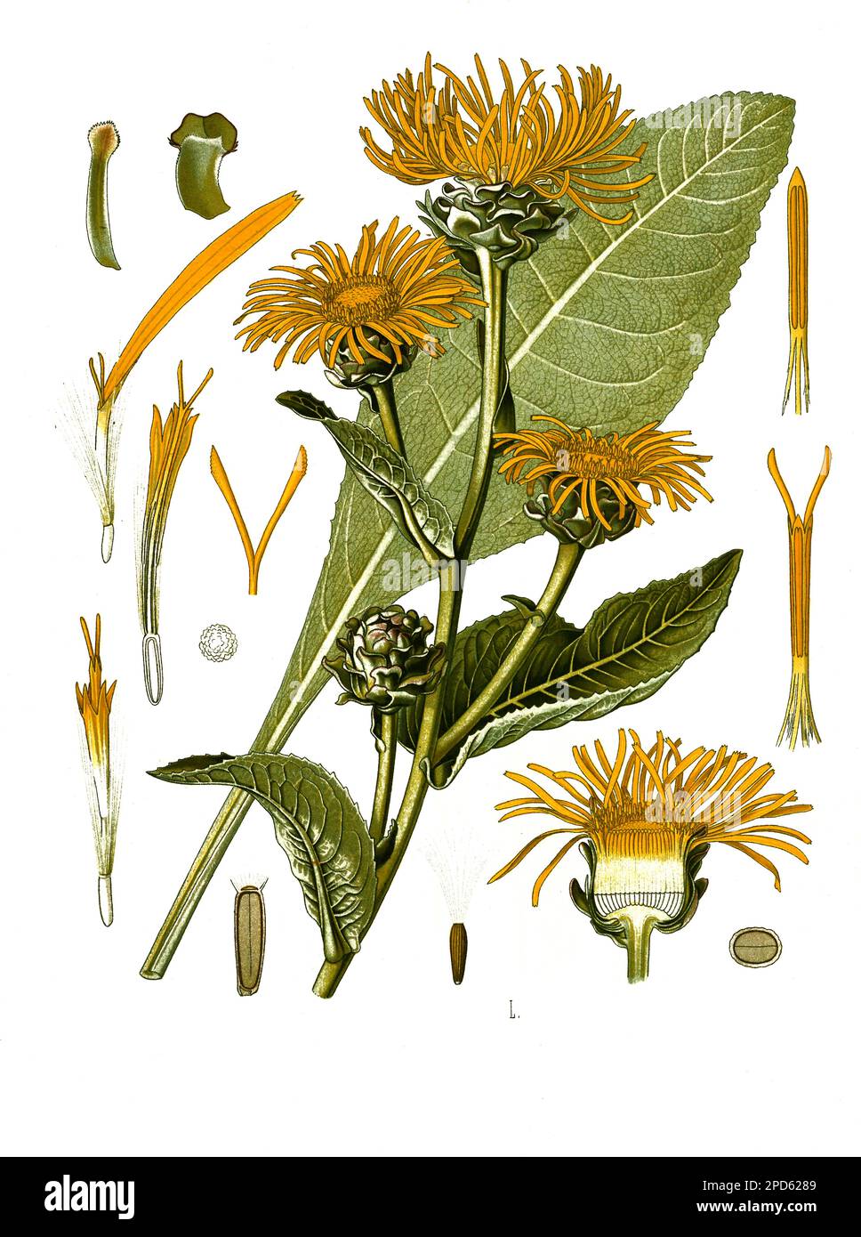 Heilpflanze, Echter Alant (Inula helenium), Historisch, digital ...