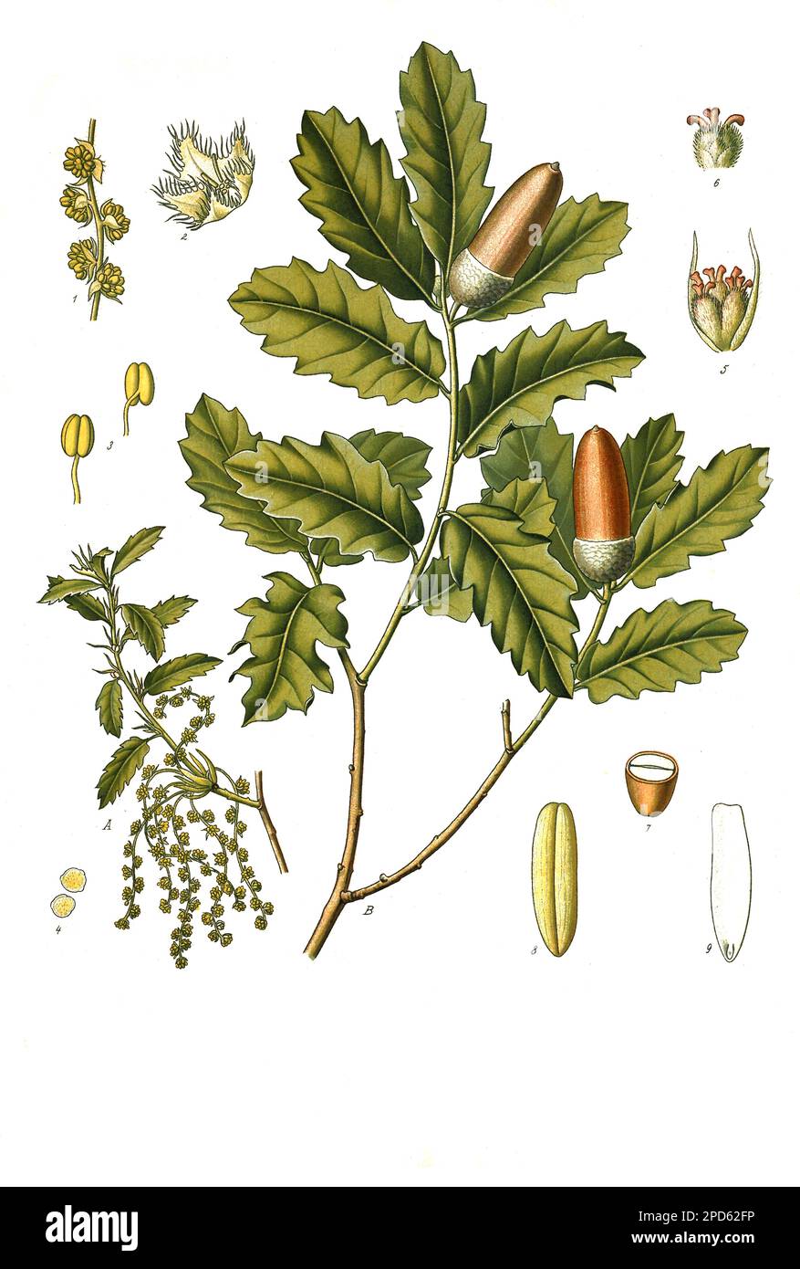Heilpflanze, Stieleiche (Quercus robur), Historisch, digital ...