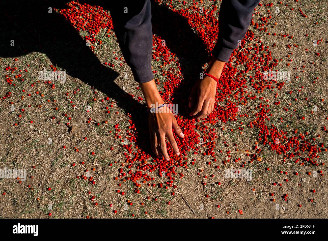 A Mexican peasant picks scattered chiltepin peppers, a wild variety of ...