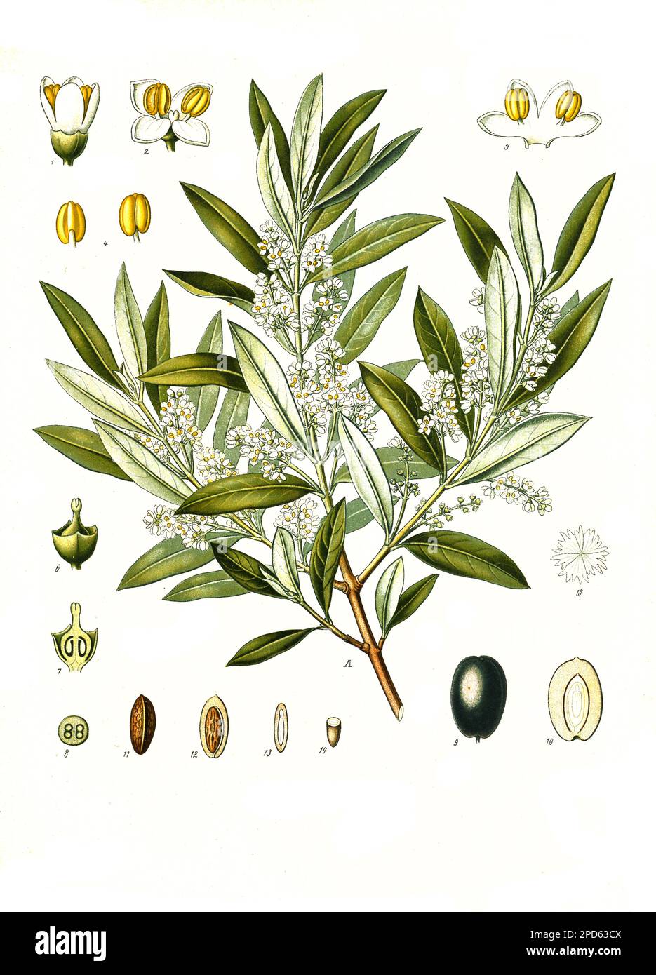 Heilpflanze, Olivenbaum (Olea europaea), Echter Ölbaum, Historisch ...