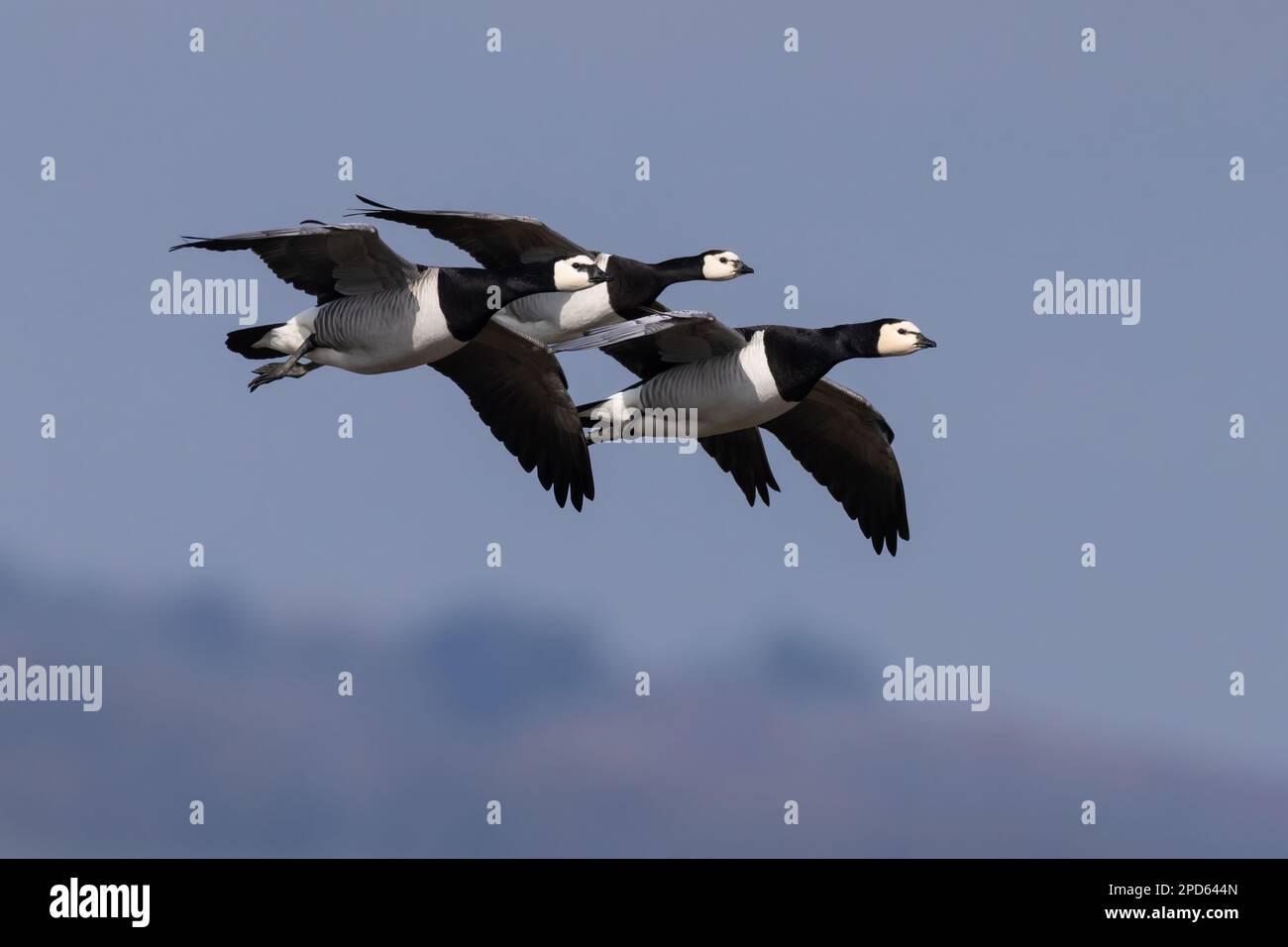 Three Barnacle Geese in flight Stock Photo - Alamy