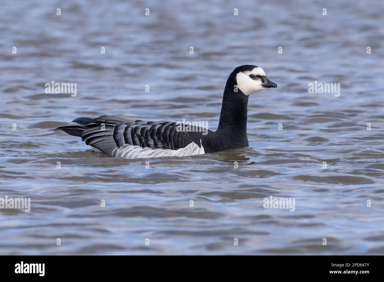 Barnacle goose swimming hi-res stock photography and images - Alamy