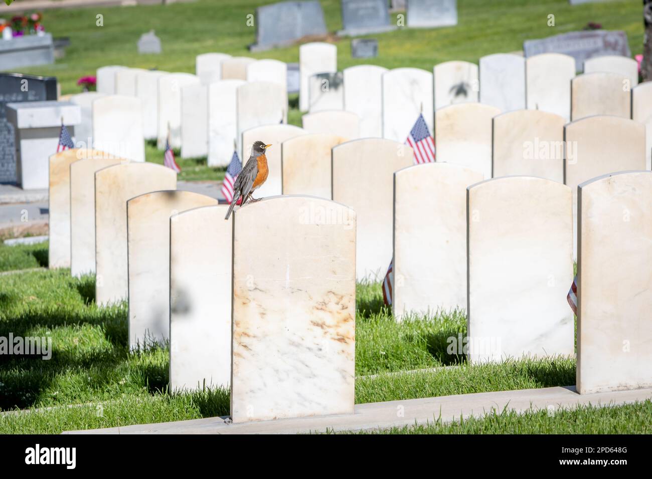 Military headstones honoring armed forces servicemen decorated with ...