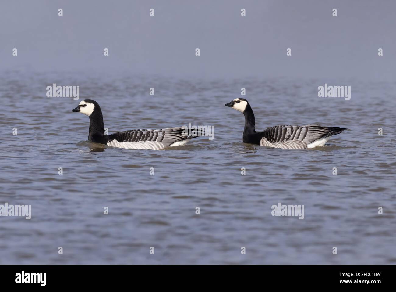 Two Barnacle Geese on water Stock Photo - Alamy