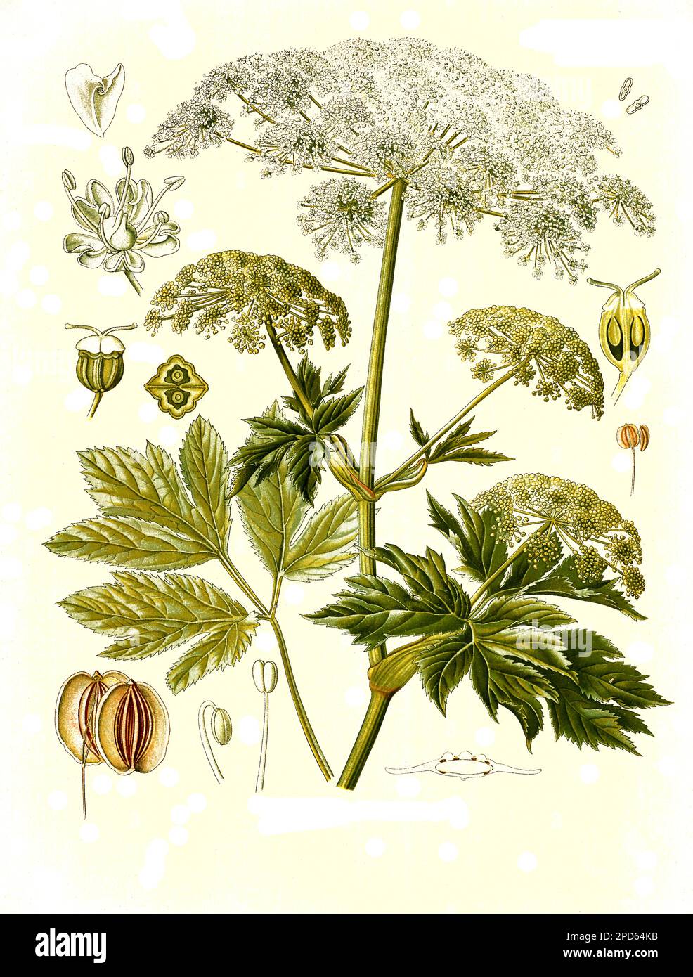 Heilpflanze, Imperatoria ostruthium, Meisterwurz, auch Kaiserwurz oder ...