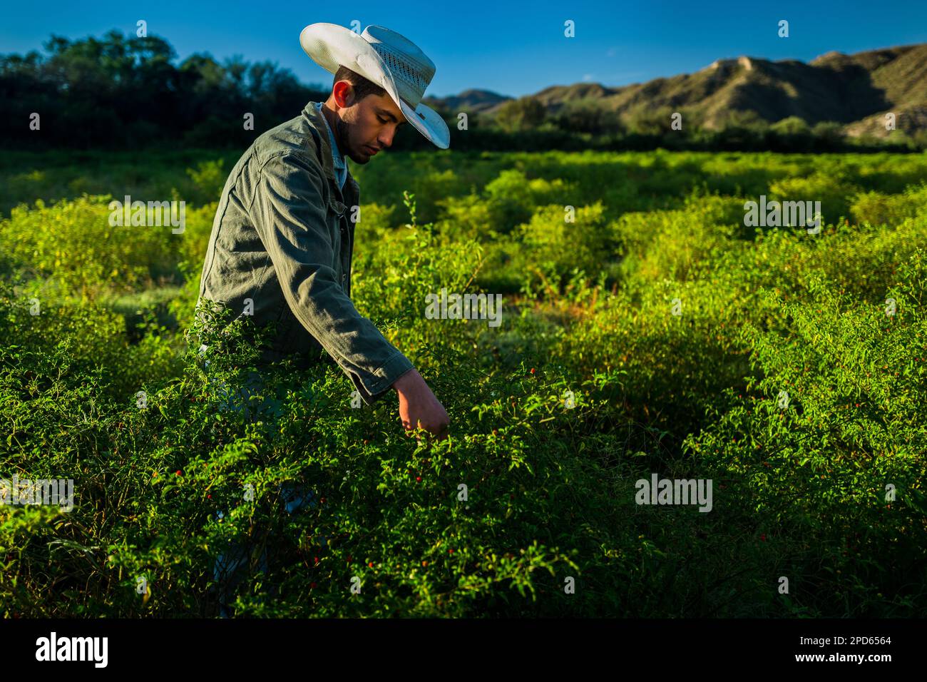 A young Mexican rancher picks chiltepin peppers, a wild variety of ...
