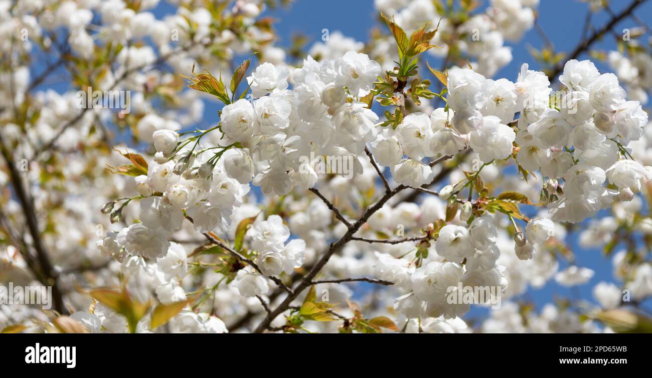 Japanese tree flower blooming nature background in spring Stock Photo ...