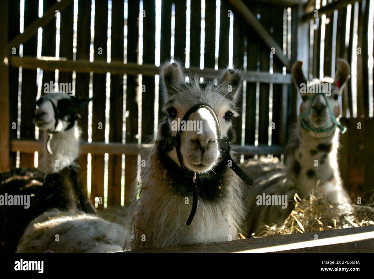 Three llamas look out from their stall in a barn at a farm in Chardon ...