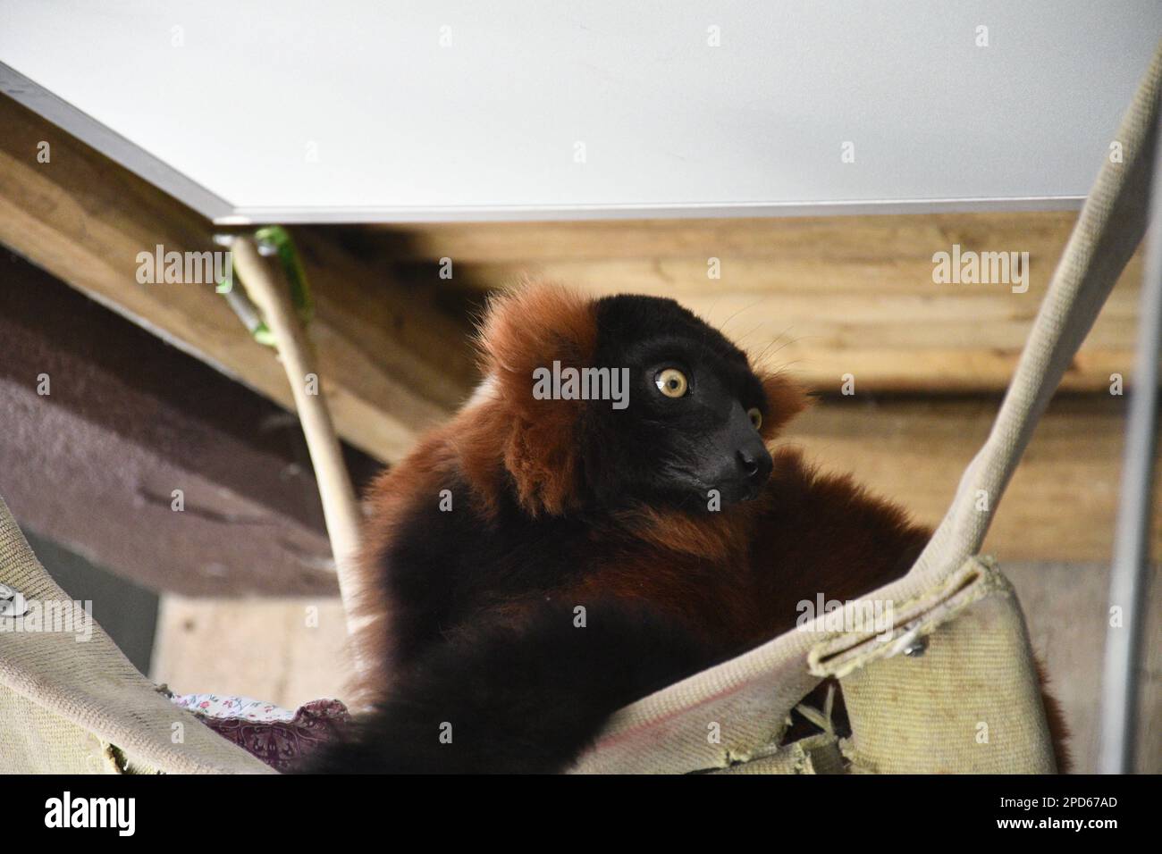 Animals from the Portland zoo Stock Photo - Alamy