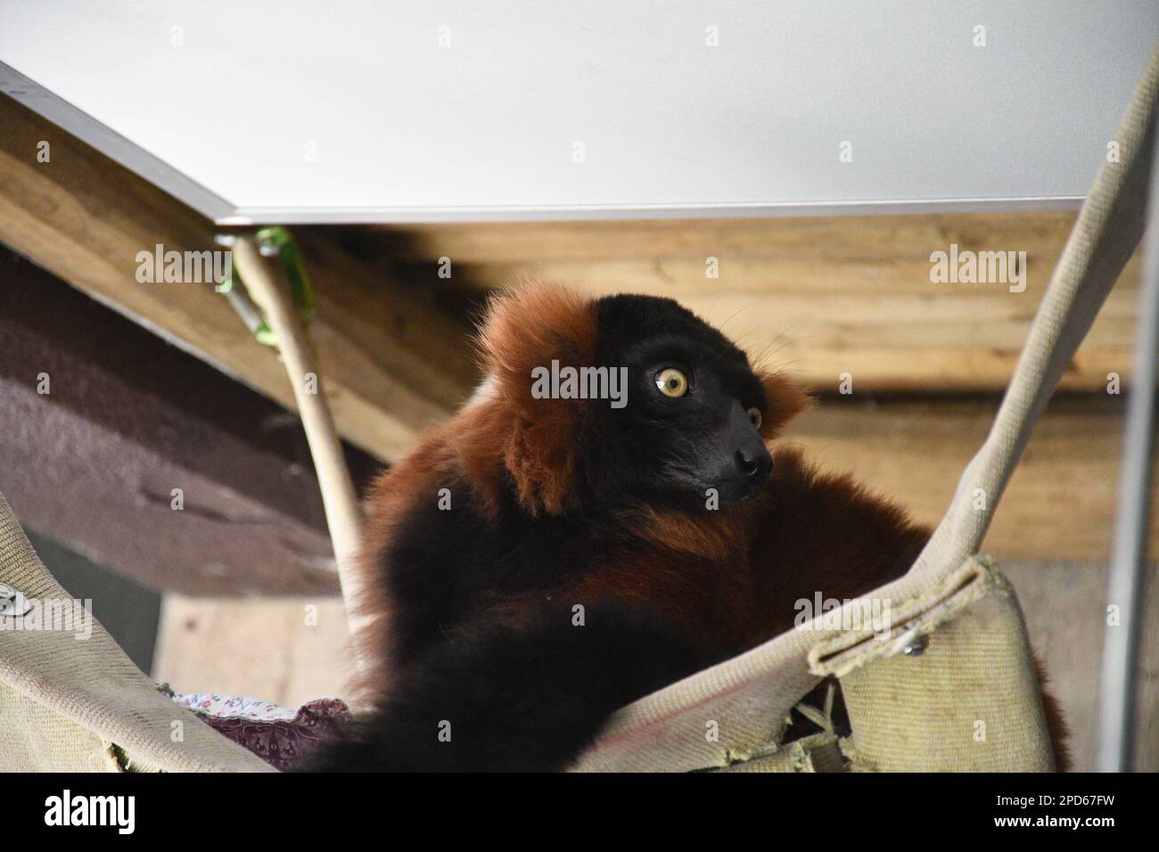 Animals from the Portland zoo Stock Photo - Alamy