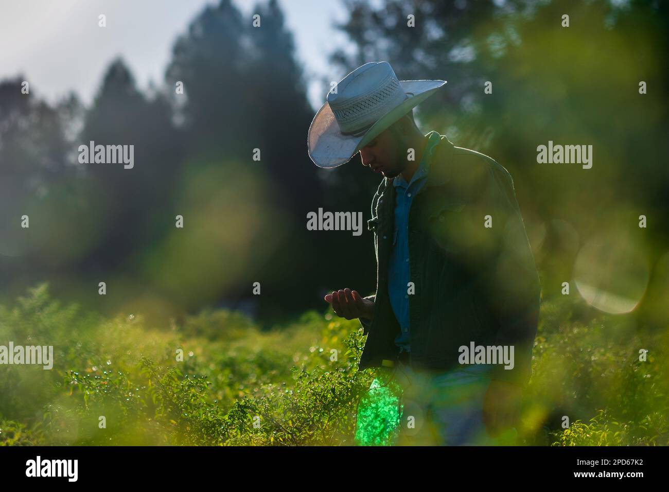 A young Mexican rancher checks collected chiltepin peppers, a wild ...