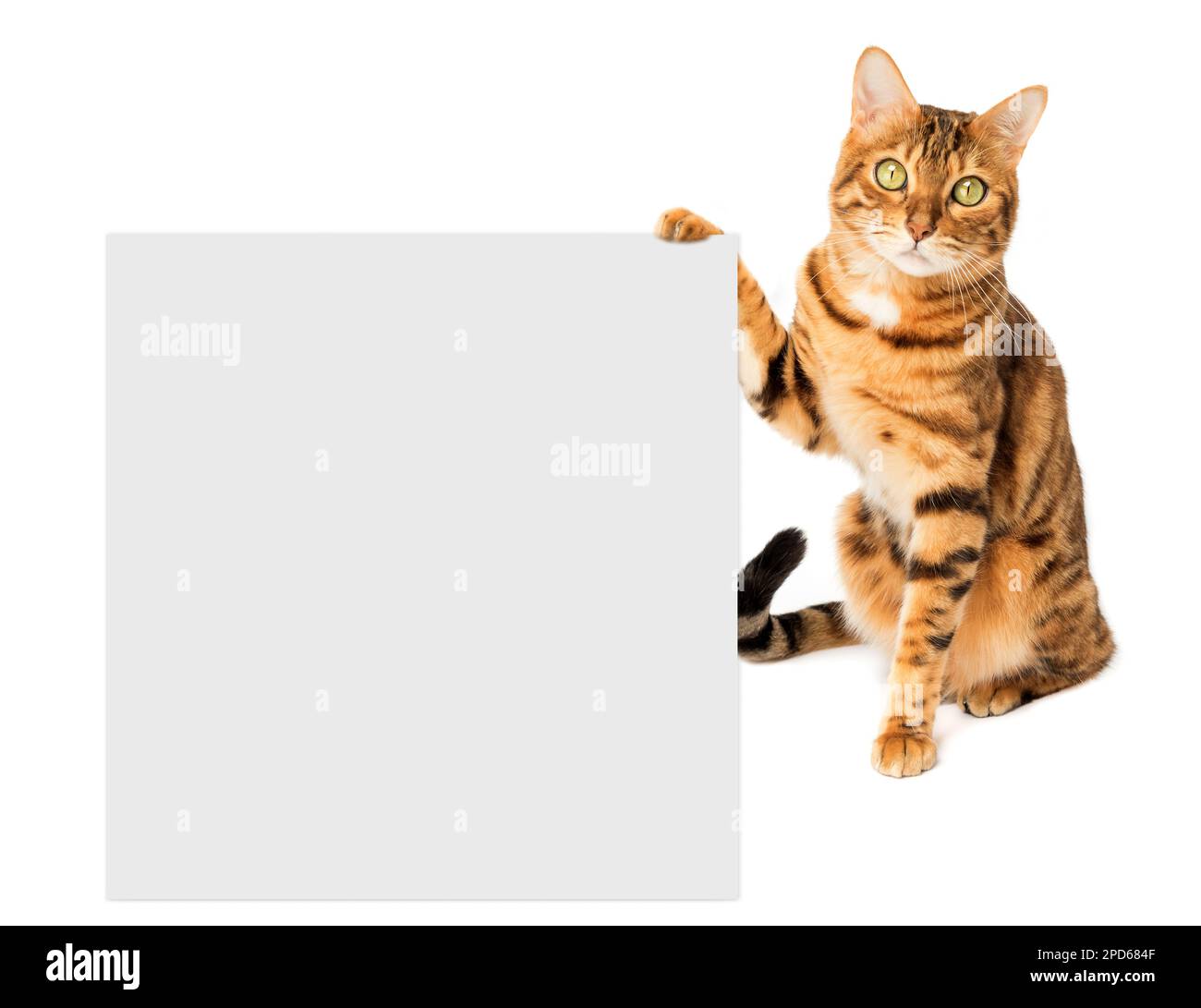 Cartoon cat board card hi-res stock photography and images - Alamy