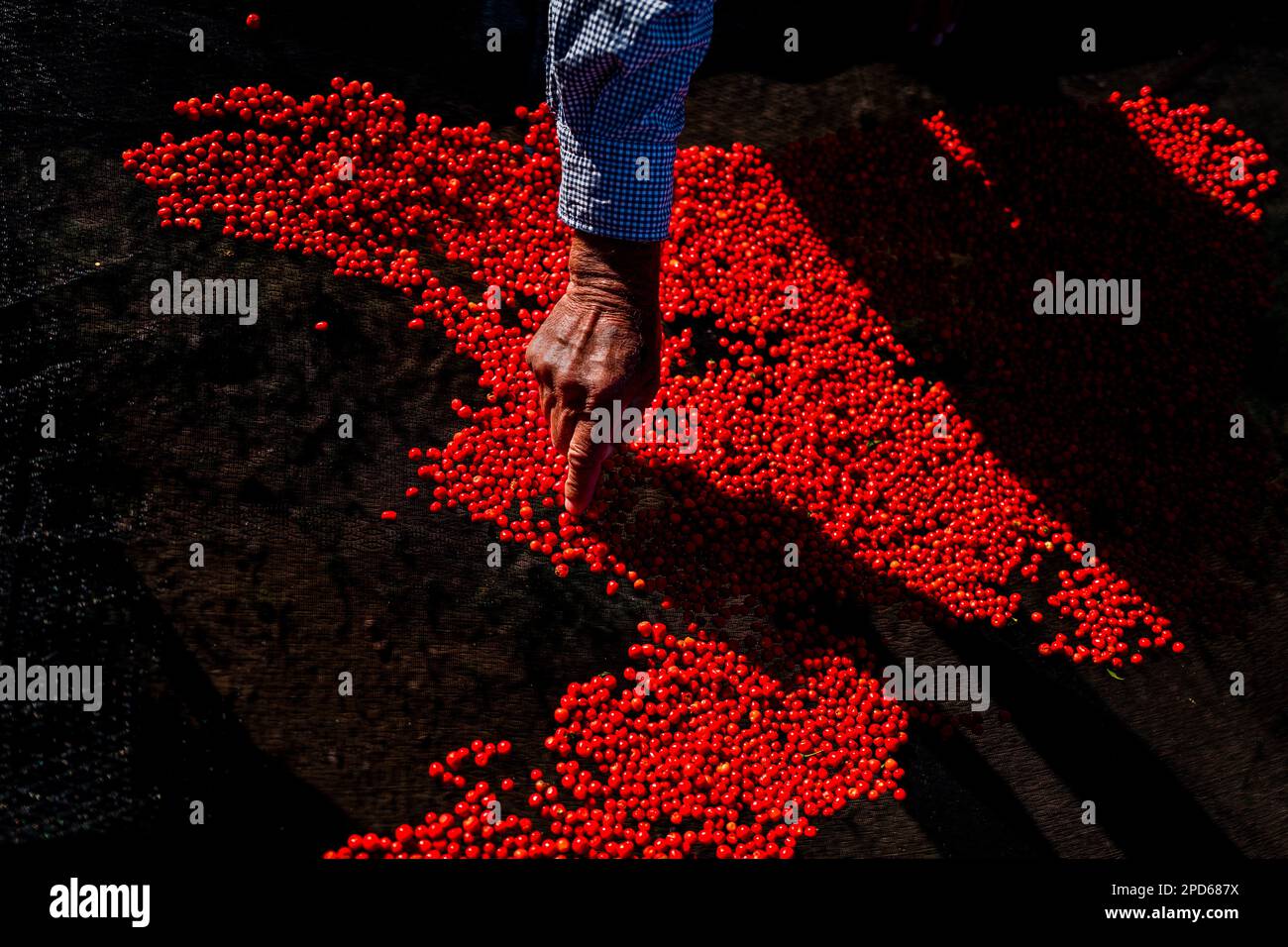 A hand of a Mexican farmer is seen checking a chiltepin pepper, a wild ...
