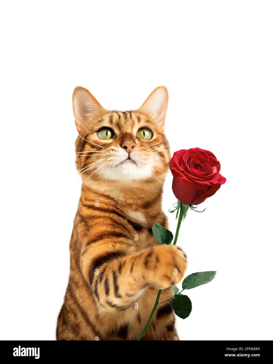Ginger cat with rose flower in paw isolated on background Stock Photo ...