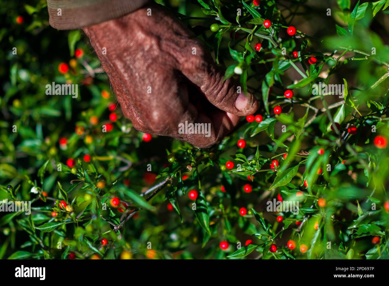 A hand of a Mexican peasant is seen collecting chiltepin peppers, a ...