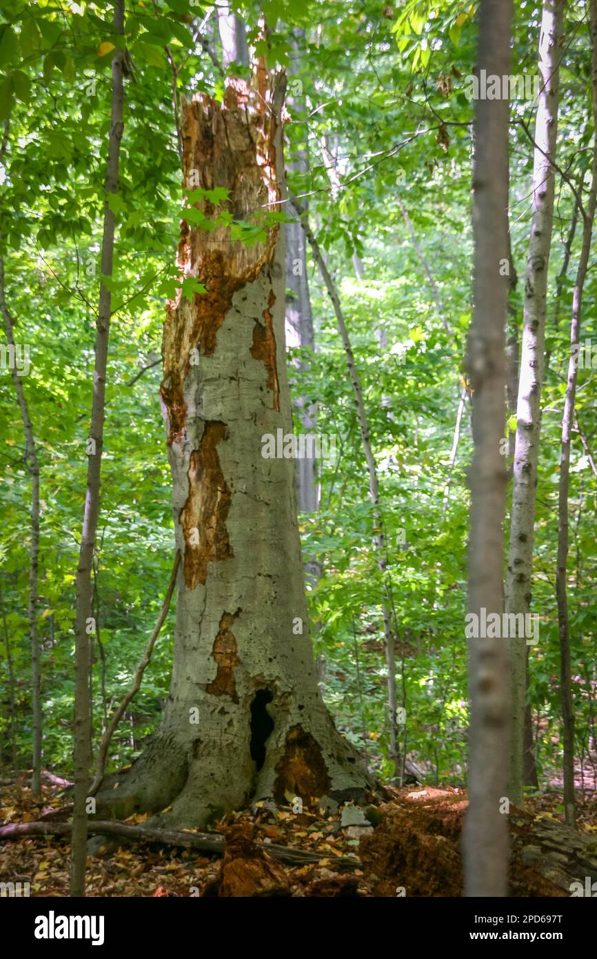 Old decaying oak trees in hi-res stock photography and images - Alamy