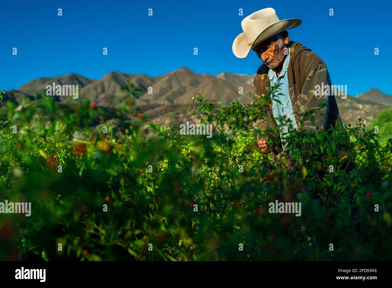 A Mexican rancher picks chiltepin peppers, a wild variety of chili ...
