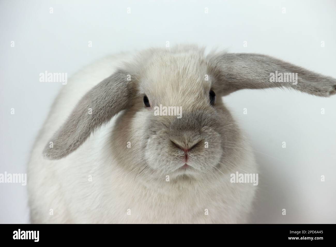White lop-eared rabbit on white background Stock Photo - Alamy