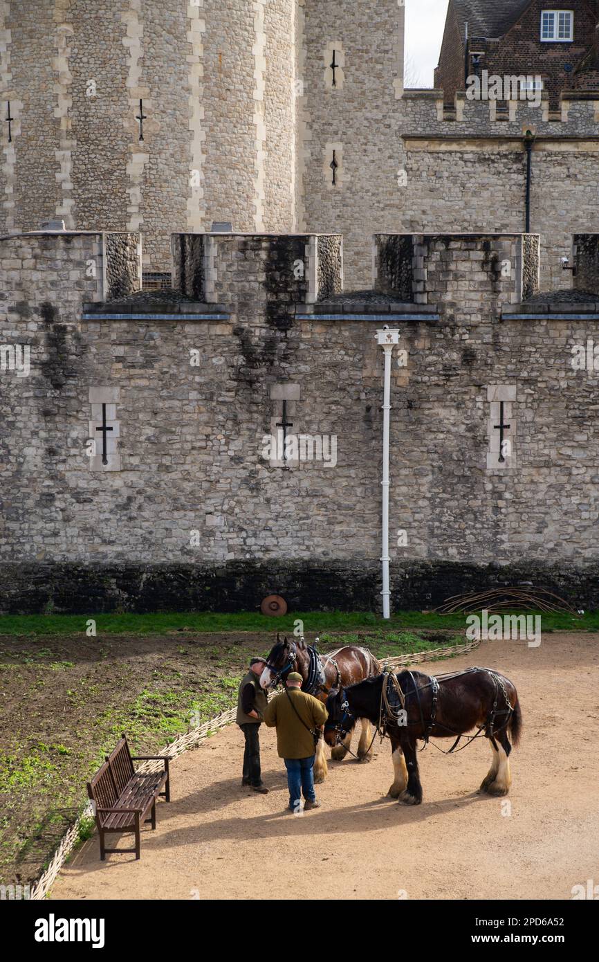 London, UK. 14th Mar, 2023. Shire Horses Harrow the Tower of London's ...