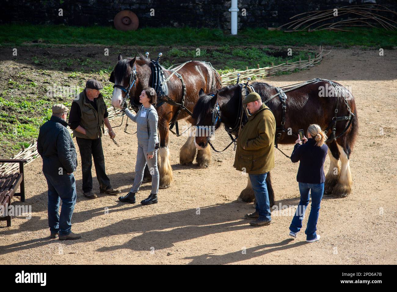 London, UK. 14th Mar, 2023. Shire Horses Harrow the Tower of London's ...