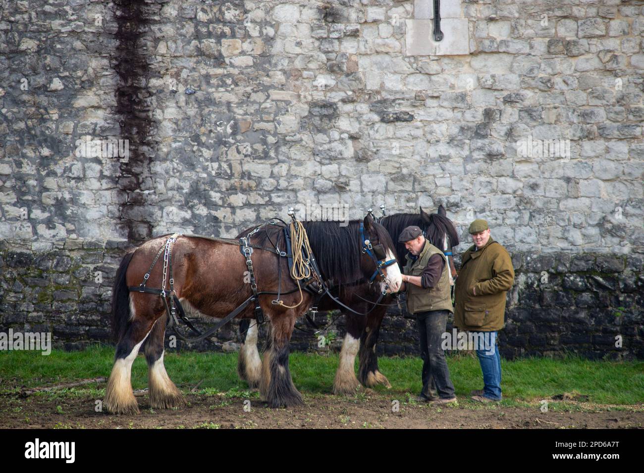 London, UK. 14th Mar, 2023. Shire Horses Harrow the Tower of London's Moat. Shire horses William ...